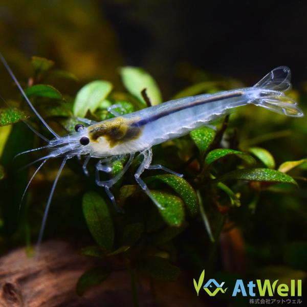 ヤマトヌマエビの選抜改良品種です。海外では Snow White Amano Shrimp (スノーホワイトアマノシュリンプ)とも呼ばれています。2cmサイズの若個体での販売ですが、成体サイズでもヤマトヌマエビより一回り小さく、透明な白さが...