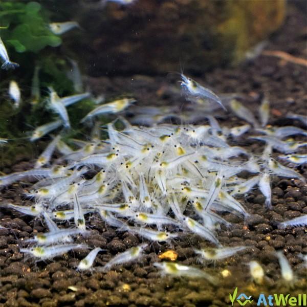 スノーホワイトシュリンプ　ホワイトチェリーシュリンプ　白雪　チェリーシュリンプ系　チェリー系　白色　ボトルアクアリウム　初心者でも安心　観賞用　生体　熱帯魚・エビ他