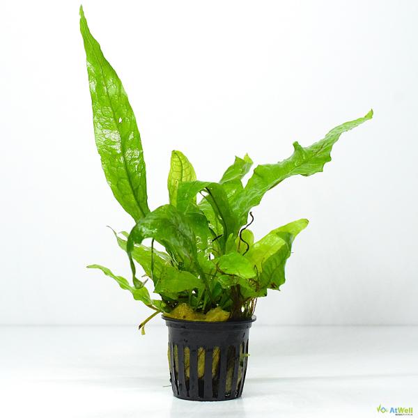 ミクロソリウム プテロプスPOT入り無農薬　水中育成◆育成環境（参考例）育成難易度　非常に簡単育成光量 少なくてOKPH 6.0〜7.5CO2添加 添加しなくてもOK生長速度 遅め植栽位置 中景〜後景向き水温 22℃〜28℃低床 ソイル、砂...