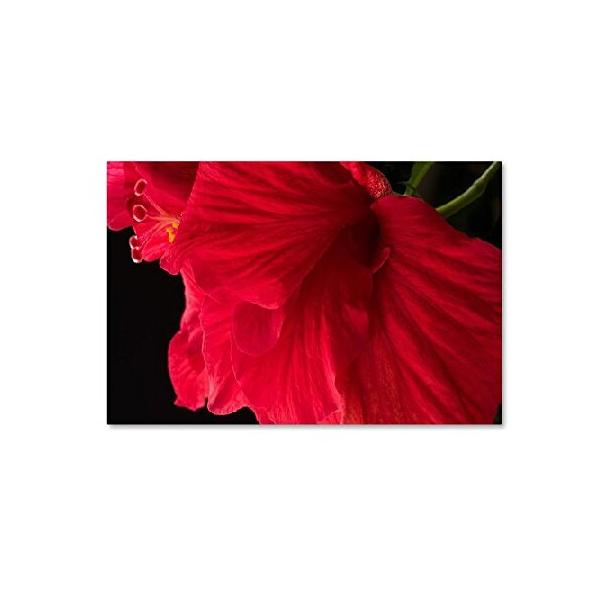 ■こちらの商品は海外倉庫からの取り寄せとなるため、お届けまでに5〜14営業日程度のお時間をいただいております。■ご注文後の取り寄せ状況はメールにて随時お知らせ致します。■稀に輸送による外箱のダメージや、税関検査による開封跡がある場合がござい...