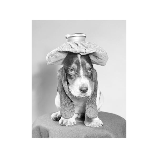 ■こちらの商品は海外倉庫からの取り寄せとなるため、お届けまでに5〜14営業日程度のお時間をいただいております。■ご注文後の取り寄せ状況はメールにて随時お知らせ致します。■稀に輸送による外箱のダメージや、税関検査による開封跡がある場合がござい...