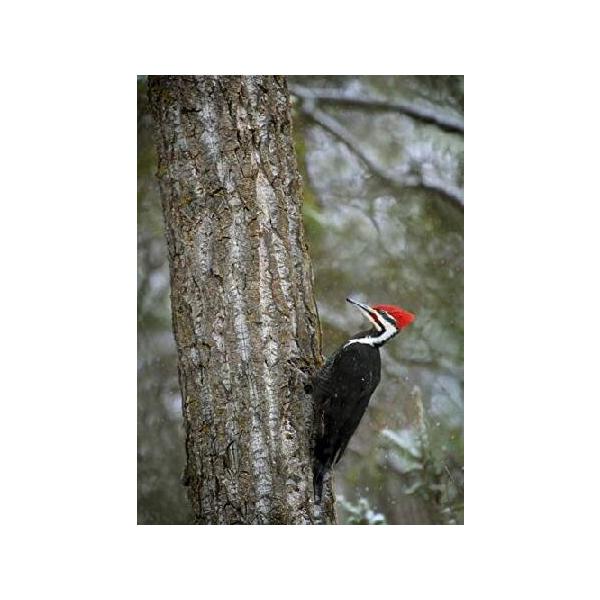 ■こちらの商品は海外倉庫からの取り寄せとなるため、お届けまでに5〜14営業日程度のお時間をいただいております。■ご注文後の取り寄せ状況はメールにて随時お知らせ致します。■稀に輸送による外箱のダメージや、税関検査による開封跡がある場合がござい...