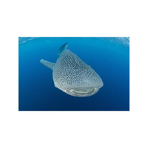 ■こちらの商品は海外倉庫からの取り寄せとなるため、お届けまでに5〜14営業日程度のお時間をいただいております。■ご注文後の取り寄せ状況はメールにて随時お知らせ致します。■稀に輸送による外箱のダメージや、税関検査による開封跡がある場合がござい...