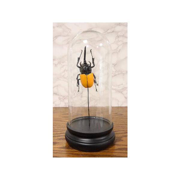 ■こちらの商品は海外倉庫からの取り寄せとなるため、お届けまでに5〜14営業日程度のお時間をいただいております。■ご注文後の取り寄せ状況はメールにて随時お知らせ致します。■稀に輸送による外箱のダメージや、税関検査による開封跡がある場合がござい...