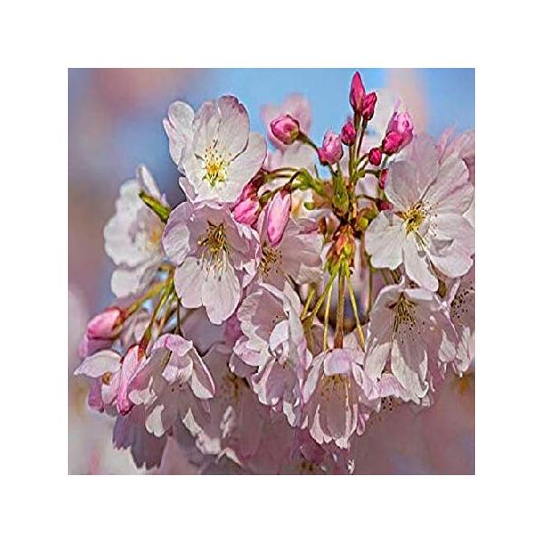 ■こちらの商品は海外倉庫からの取り寄せとなるため、お届けまでに5〜14営業日程度のお時間をいただいております。■ご注文後の取り寄せ状況はメールにて随時お知らせ致します。■稀に輸送による外箱のダメージや、税関検査による開封跡がある場合がござい...