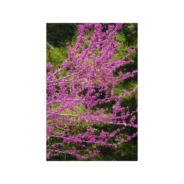 ■こちらの商品は海外倉庫からの取り寄せとなるため、お届けまでに5〜14営業日程度のお時間をいただいております。■ご注文後の取り寄せ状況はメールにて随時お知らせ致します。■稀に輸送による外箱のダメージや、税関検査による開封跡がある場合がござい...