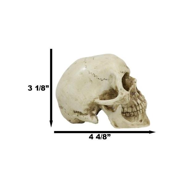■こちらの商品は海外倉庫からの取り寄せとなるため、お届けまでに5〜14営業日程度のお時間をいただいております。■ご注文後の取り寄せ状況はメールにて随時お知らせ致します。■稀に輸送による外箱のダメージや、税関検査による開封跡がある場合がござい...