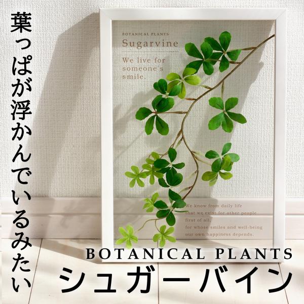 緑がきれいなシュガーバインとアインシュタインの名言をワンポイントにした「ボタニカル プランツ フレーム」。まるで、フレームの中にシュガーバインと名言がふわっと浮かんでいるような両面クリアのフローティングフレームです。アートフォト・水彩画・リ...