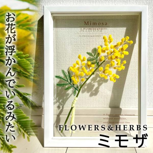 元気の出るミモザとマックスミューラーの愛の名言をワンポイントにした「フローティングFlower＆Herbフレーム」。 まるでフレームの中に、ミモザと名言がふわっと浮かんでいるような両面クリアのフローティングフレームです。アートフォト・水彩画...