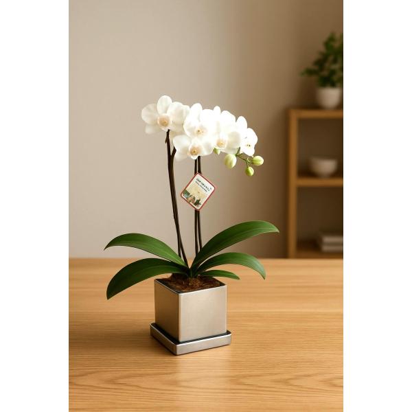 上品で華やかな胡蝶蘭を、お部屋や大切なシーンに取り入れてみませんか？胡蝶蘭は「幸福が飛んでくる」という縁起の良い花言葉を持ち、お祝いの贈り物として多くの方に選ばれています。リビングや玄関、オフィスに飾るだけで空間がぱっと明るくなり、上質で洗...