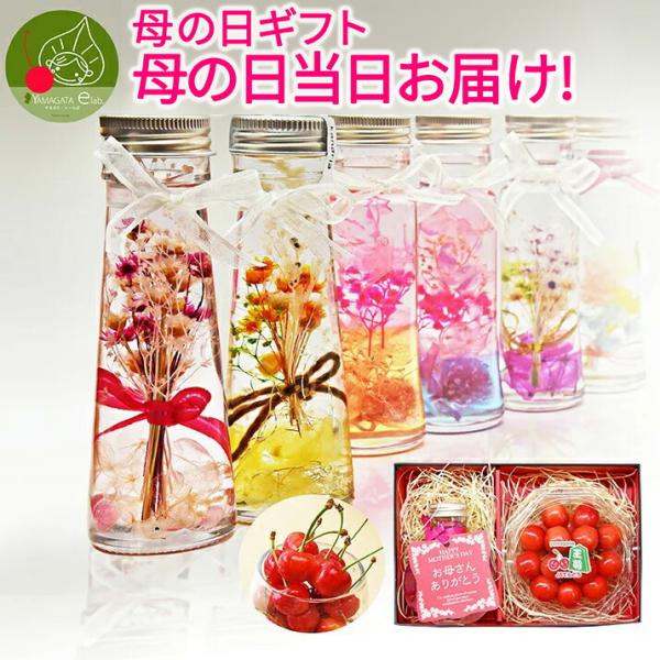 【発売日：2026年05月04日】生産元：佐藤錦 山形県東根 天童産　/　ハーバリウム品　種：さくらんぼ　佐藤錦　　/　プリザーブドフラワー、アーティフィシャルフラワー、ドライ、ラタン等内容量：さくらんぼ　佐藤錦100g　Ｍ玉　ハーバリウム...