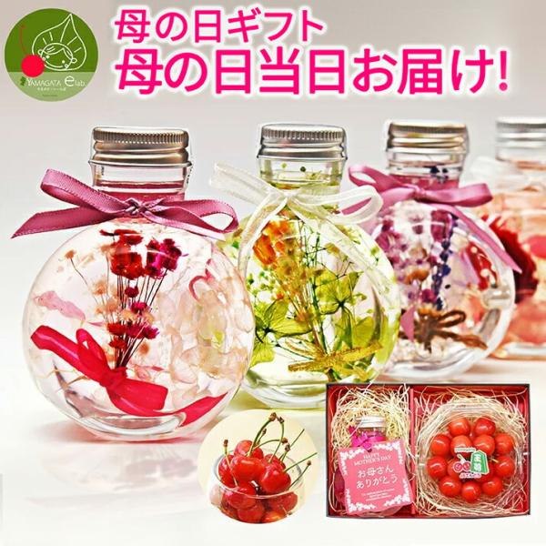 【発売日：2026年05月03日】生産元：佐藤錦 山形県東根 天童産　/　ハーバリウム品　種：さくらんぼ　佐藤錦　　/　プリザーブドフラワー、アーティフィシャルフラワー、ドライ、ラタン等内容量：さくらんぼ　佐藤錦100g　Ｍ玉ハーバリウム賞...