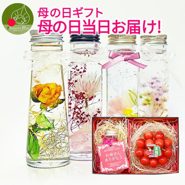 【発売日：2026年05月05日】生産元：佐藤錦 山形県東根 天童産　/　ハーバリウム品　種：さくらんぼ　佐藤錦　　/　プリザーブドフラワー、アーティフィシャルフラワー、ドライ、ラタン等内容量：さくらんぼ　佐藤錦100g　M玉、ハーバリウム...