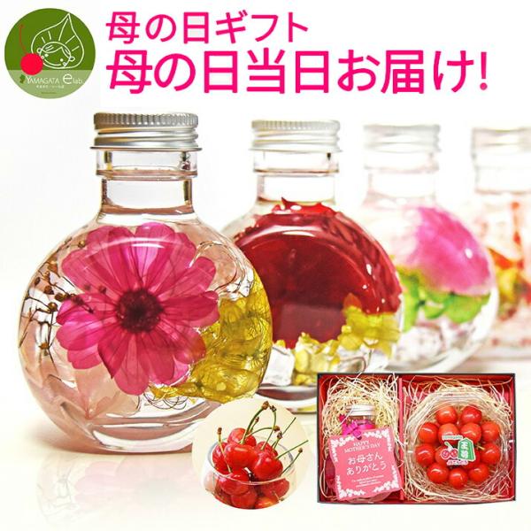 【発売日：2026年05月05日】生産元：佐藤錦 山形県東根 天童産　/　ハーバリウム品　種：さくらんぼ　佐藤錦　　/　プリザーブドフラワー、アーティフィシャルフラワー、カーネーション、、バラ、ドライ、ラタン等内容量：さくらんぼ　佐藤錦10...