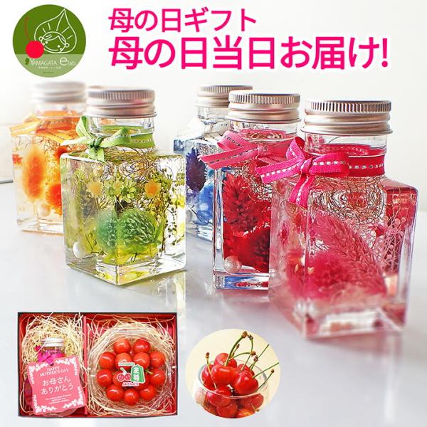 【発売日：2026年05月05日】商品詳細情報生産元 佐藤錦 山形県東根 天童産　/　ハーバリウム品　種 さくらんぼ　佐藤錦　　/　プリザーブドフラワー、アーティフィシャルフラワー、ドライ、ラタン等内容量 さくらんぼ　佐藤錦100g　M玉　...