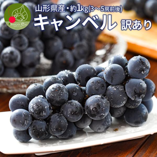 【発売日：2026年08月15日】