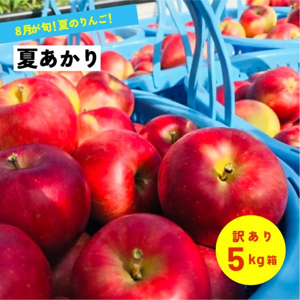 【発売日：2026年08月01日】甘みが強く、シャキシャキとした食感です。小さめの品種（170グラムから200グラムくらい）です。※在庫の関係でお客様によっては中玉、大玉も入ることがあります。■安曇野産　夏あかり　訳あり品・訳あり品ですので...