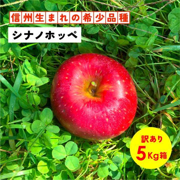 【発売日：2026年11月01日】シナノがつく信州生まれの品種ラストです！写真映え抜群！しっかりとした硬めの果肉なので噛むごとに甘みと心地の良い酸味を味わうことができます。■安曇野産　シナノホッペ　訳あり・訳あり品ですので、キズ、サビ、あた...