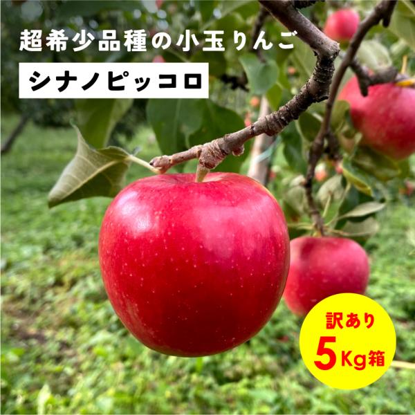 【発売日：2026年09月01日】程よく効いた酸味と豊かな風味が特徴です。クセになる後味と食べやすいサイズで、１玉食べ終わった後でも「もう一つ食べようかな」とつい考えてしまう、そんなりんごです。■安曇野産　シナノピッコロ　訳あり・訳あり品で...
