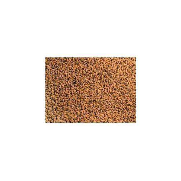 【発売日：2010年11月01日】雑穀　小麦 種 玄麦　自然栽培 (農薬不使用　化学肥料不使用) 　国産小麦　パン用の硬質小麦です。酵素玄米　発芽玄米と同等です。芽の出るときには酵素が働きます。 草で作る栽培方法です。肥料という観念はありま...