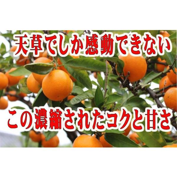 濃厚な甘さと爽やかな香り 「ポンカン」訳あり4.5kg+500g（保証分）合計約5kg 送料無料 S〜2L （サイズ混合 無選別）熊本県産天草産 :yamapon5:産地直送ベストライフ ...