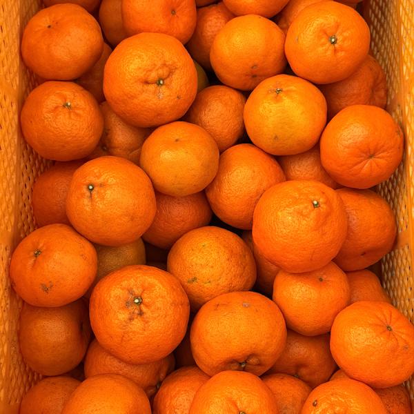 緊急販売になります！！内 容 量 完熟屋久島ぽんかん 半キャリー（約8kg）