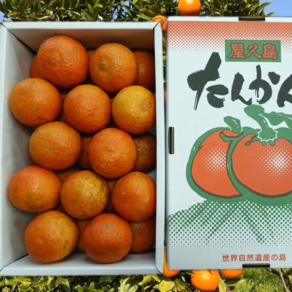 完全無農薬栽培無農薬栽培のため、皮がゴツゴツしていますが美味しいたんかんです。契約農家のたんかんになります。売り切れ次第終売となります。ご了承ください。【内容量】5kg詰め L玉※１口３ケースまで同送できます。