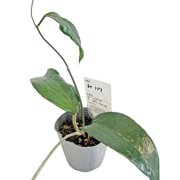 【ホヤ リギダ】  生産者：鷲尾園芸初夏〜秋頃にかけて小さな星形の花を咲かせる観葉植物です。一度花が咲いたら毎年花を咲かせるため、花が咲いているツルは切らないようにしてください。耐寒性：5度以上をキープ耐暑性：30度前後位が最適温度です。置...