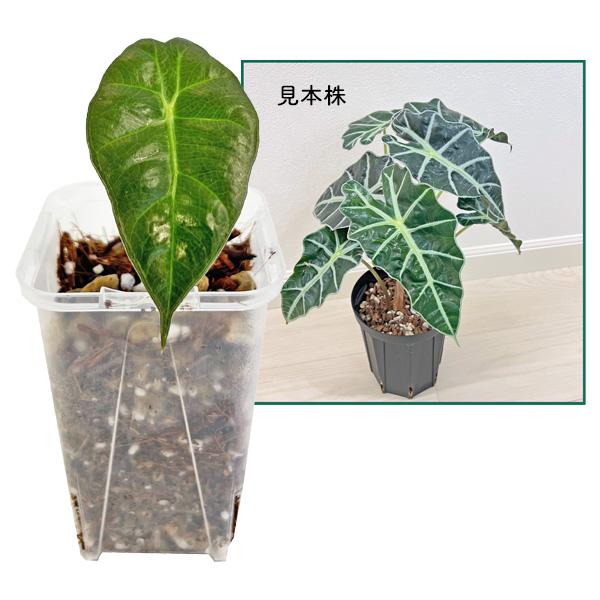 【アロカシア アマゾニカ/幼苗】小さくてとってもかわいい姿です！幼苗をお迎えして、大きく育ててください！ーーーーーーーーーーーーーーーーサトイモ科/アロカシア属耐寒性：15度まで。耐暑性：暑さに強い。20〜30℃位が最適温度です。置き場所：...