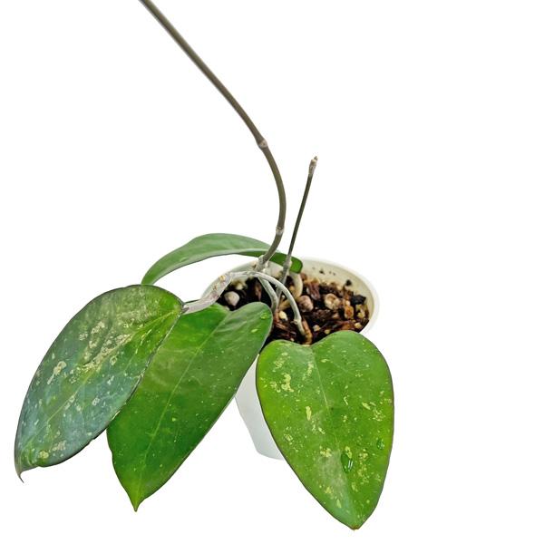 【 Hoya fusco marginata 】  生産者：鷲尾園芸初夏〜秋頃にかけて小さな星形の花を咲かせる観葉植物です。一度花が咲いたら毎年花を咲かせるため、花が咲いているツルは切らないようにしてください。耐寒性：5度以上をキープ耐暑性...