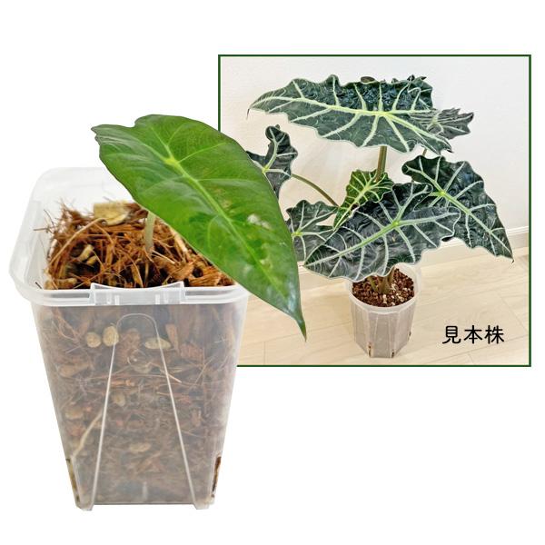 【アロカシア/アマゾニカポリー：幼苗】小さくてとってもかわいい姿です！幼苗をお迎えして、大きく育ててください！サトイモ科/アロカシア属耐寒性：15度まで。耐暑性：暑さに強い。20〜30℃位が最適温度です。置き場所：直射日光を避けた明るい場所...