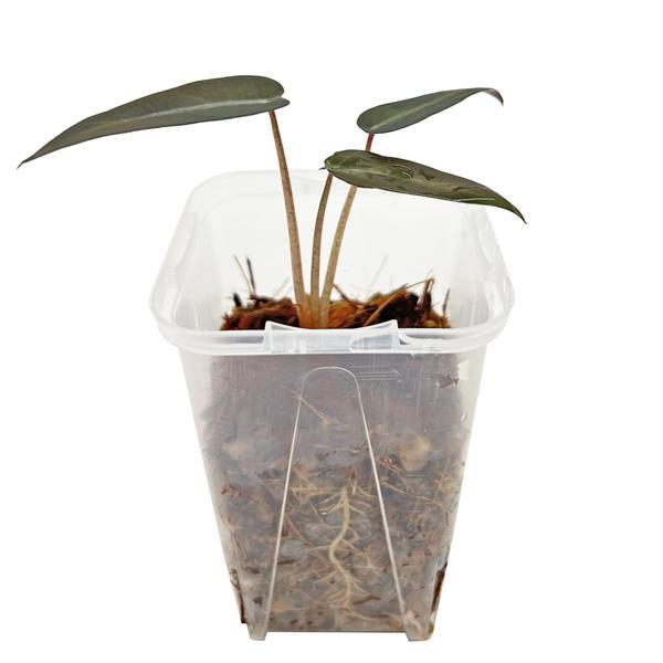 【アロカシア バンビーノ】サトイモ科/アロカシア属耐寒性：15度まで。耐暑性：暑さに強い。20〜30℃位が最適温度です。置き場所：直射日光を避けた明るい場所サイズ　　※撮影時横幅：約8cm 全長：約15cmサイズは目安です。お届けする株によ...