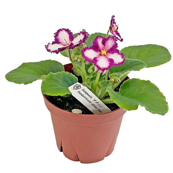 【セントポーリア/サターン】 耐陰性があり、室内でもお花が楽しめ、昔から愛されている観葉植物です。葉は多肉質な質感でとてもかわいいです。イワタバコ科/ストレプトカーパス属和名：アフリカスミレ耐寒性：寒さに弱い。１5度以上をキープ。耐暑性：暑...