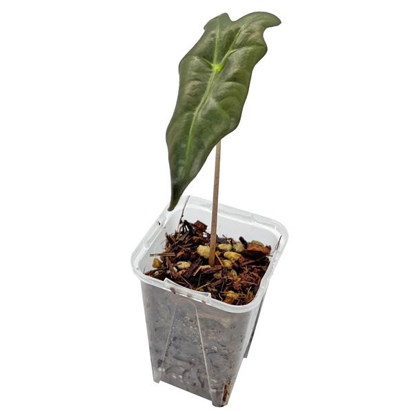 【アロカシア ノビリス】サトイモ科/アロカシア属耐寒性：15度まで。耐暑性：暑さに強い。20〜30℃位が最適温度です。置き場所：直射日光を避けた明るい場所サイズ　　※撮影時横幅：約7cm 全長：約13cmサイズは目安です。お届けする株によっ...