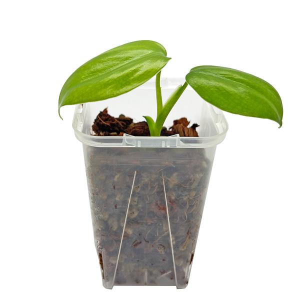 【フィロデンドロン ピッチェリー】サトイモ科/フィロデンドロン属耐寒性：15度まで。耐暑性：暑さに強い。20〜30℃位が最適温度です。置き場所：直射日光を避けた明るい場所サイズ　　※撮影時全長：約11cm横幅：約7.5cmサイズは目安です。...