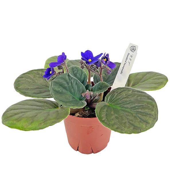 【セントポーリア/カリブ 】 耐陰性があり、室内でもお花が楽しめ、昔から愛されている観葉植物です。葉は多肉質な質感でとてもかわいいです。イワタバコ科/ストレプトカーパス属和名：アフリカスミレ耐寒性：寒さに弱い。１5度以上をキープ。耐暑性：暑...