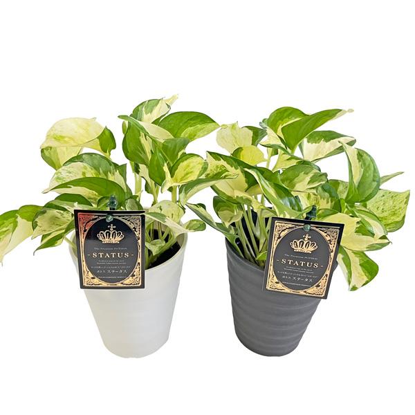 ポトス・ステータスは、「最も美しいポトス」と呼ばれる ポトス・エンジョイ の枝変わりの品種です。ウェーブがかかった丸みを帯びた大きな葉と、鮮やかな白やクリーム色の斑が特徴的な観葉植物です。その豪華でエレガントな姿から「ステータス（地位）」と...