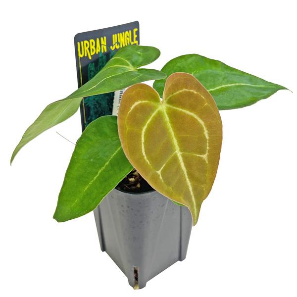 Urban Jungle Urban Jungle Anthurium crystallinum f2サトイモ科アンスリウム属耐寒性：10度以上をキープ耐暑性：暑さに強い。20〜27℃位が最適温度です。置き場所：直射日光を避けた明るい場所サ...