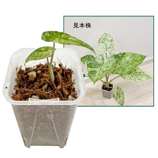 【アロカシア/オドラバリエガータバティック：幼苗】小さくてとってもかわいい姿です！幼苗をお迎えして、大きく育ててください！サトイモ科/アロカシア属耐寒性：15度まで。耐暑性：暑さに強い。20〜30℃位が最適温度です。置き場所：直射日光を避け...