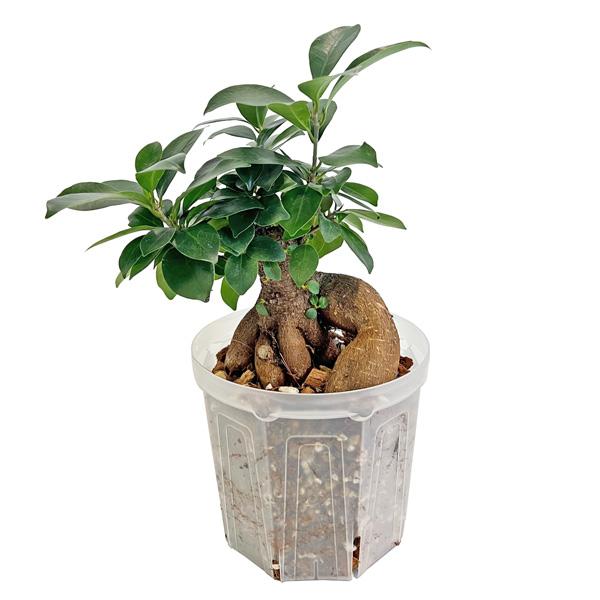 【ガジュマル】Chinese Banyanクワ科イチジク属の常緑高木耐寒性：5度以上をキープ耐暑性：暑さに強い。20〜27℃位が最適温度です。置き場所：直射日光を避けた明るい場所。当店オリジナル用土(ココハスク、赤玉土、日向土、パーライト使...