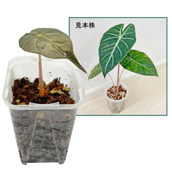 【アロカシア ナイロビナイツ】サトイモ科/アロカシア属耐寒性：15度まで。耐暑性：暑さに強い。20〜30℃位が最適温度です。置き場所：直射日光を避けた明るい場所サイズ　　※撮影時全長：約13cm横幅：約7cm 奥行：約6cmサイズは目安です...