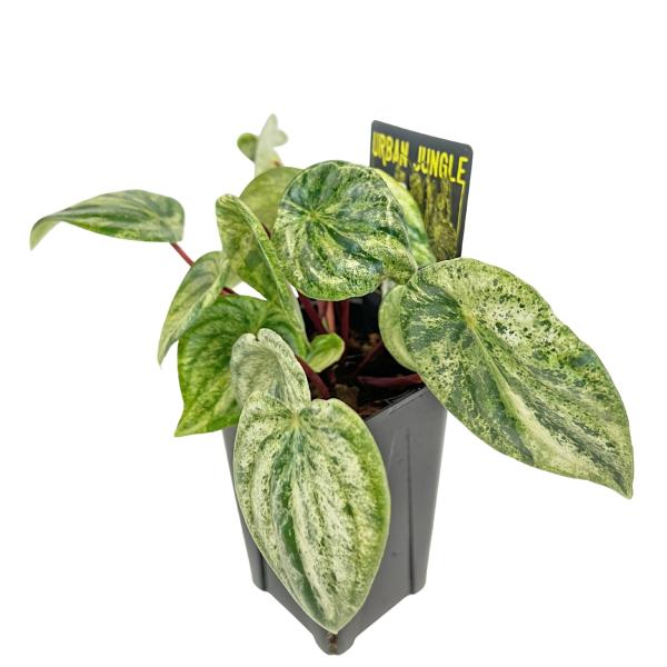 【現品出荷】こちらは、掲載写真と同じ個体を発送いたします。よくご覧いただき、お迎えの検討をお願いいたします。Urban Jungle Peperomia sandersii 雪兎種苗登録出願中：38089コショウ科サダソウ属耐寒性：10度以...