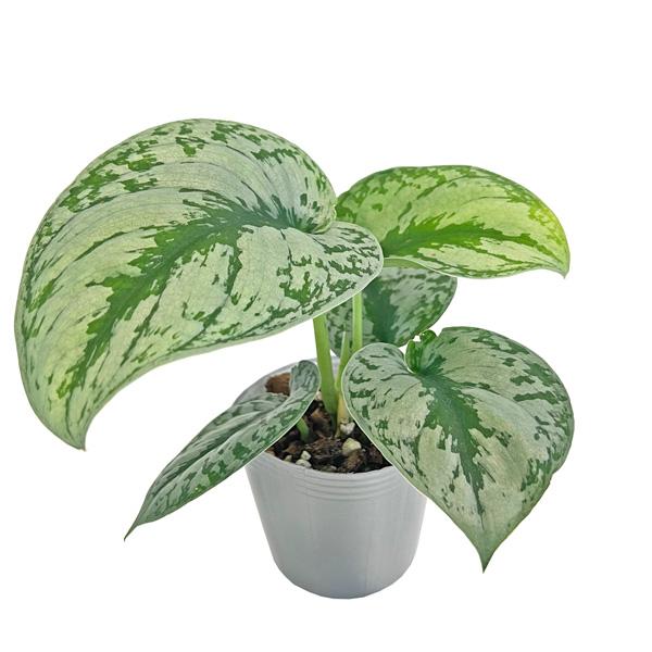 【scindapsus treubii】サトイモ科スキンダプサス属温度：15度以下は避ける湿度：多湿を好みますサイズ　※撮影時全長：約19cm横幅：約19cm 奥行：約17cmサイズは目安です。お届けする株によって異なります。ーーーーーーー...