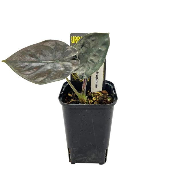 Urban Jungle Alocasia infernalisサトイモ科アロカシア属耐寒性：5度以上をキープ耐暑性：暑さに強い。20〜27℃位が最適温度です。置き場所：直射日光を避けた明るい場所サイズ　全長：約17cm横幅：約13cm 奥...