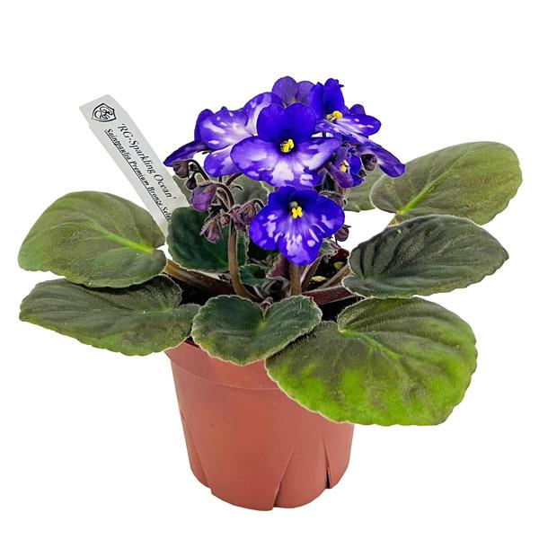 【セントポーリア/スパークリングオーシャン 】 生産農場でボニータ系から誕生した変異種を選抜したセントポーリアです。耐陰性があり、室内でもお花が楽しめ、昔から愛されている観葉植物です。葉は多肉質な質感でとてもかわいいです。イワタバコ科/スト...