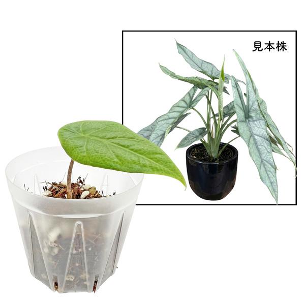 【アロカシア ヘテロフィラ メタリックブルー】サトイモ科/アロカシア属耐寒性：15度まで。耐暑性：暑さに強い。20〜30℃位が最適温度です。置き場所：直射日光を避けた明るい場所サイズ　　※撮影時全長：約9cm横幅：約10cm 奥行：約7cm...