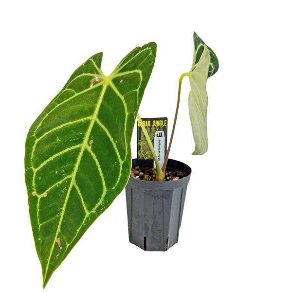 【現品販売/商品画像の個体を発送いたします】※ハウスで冬を乗り越えた株ですので、現在展開している葉には傷みがあります。写真をよくご覧いただき、お迎えの検討をお願いいたします。Urban JungleAnthurium regaleサトイモ科...