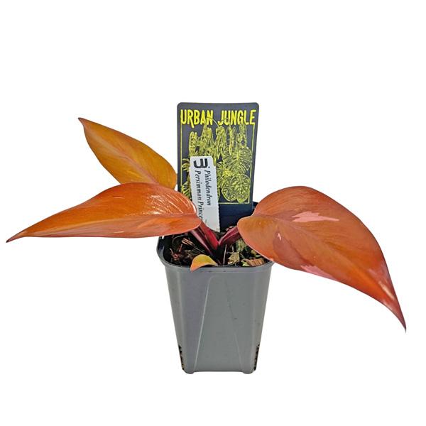 Urban Jungle Philodendron Persimon Princessサトイモ科フィロデンドロン属耐寒性：12度以上をキープ耐暑性：暑さに強い。20〜27℃位が最適温度です。置き場所：直射日光を避けた明るい場所サイズ　横幅：...
