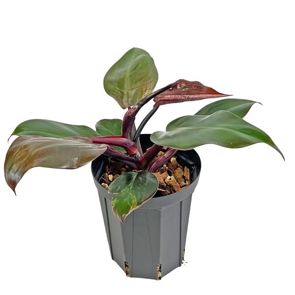 【フィロデンドロン レッドムーン】 Philodendron Red Moonサトイモ科フィロデンドロン属耐寒性：寒さに弱い。１0度以上をキープ耐暑性：暑さに強い。20〜27℃位が最適温度です。日照：耐陰性はありますが、明るい室内で管理して...