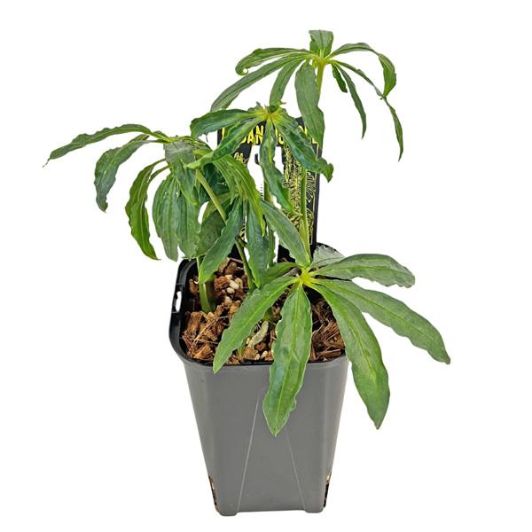 Urban Jungle Anthurium polyschistumサトイモ科アンスリウム属耐寒性：10度以上をキープ耐暑性：暑さに強い。20〜27℃位が最適温度です。置き場所：直射日光を避けた明るい場所撮影時サイズ　横幅：約 25cm ...